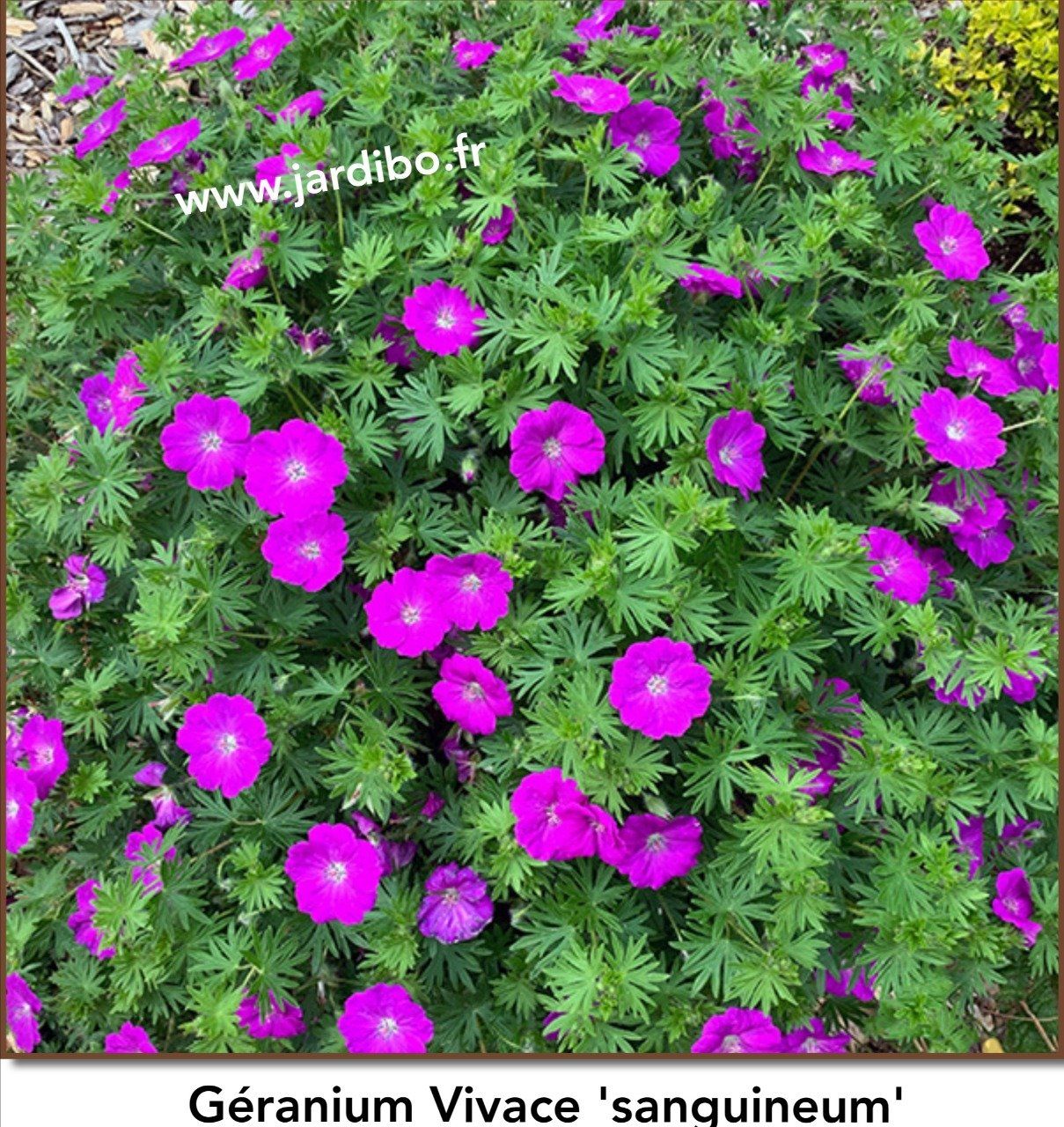 Géranium vivace sanguineum - Jardibo